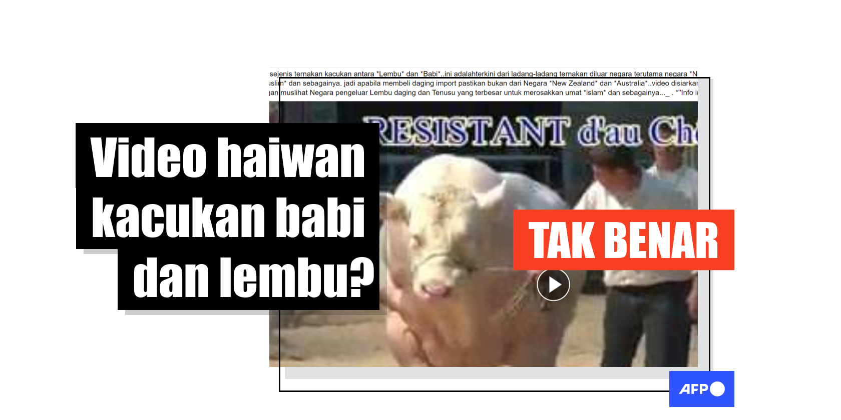 Video ini menunjukkan baka lembu daging berotot dari Belgium | Semakan ...